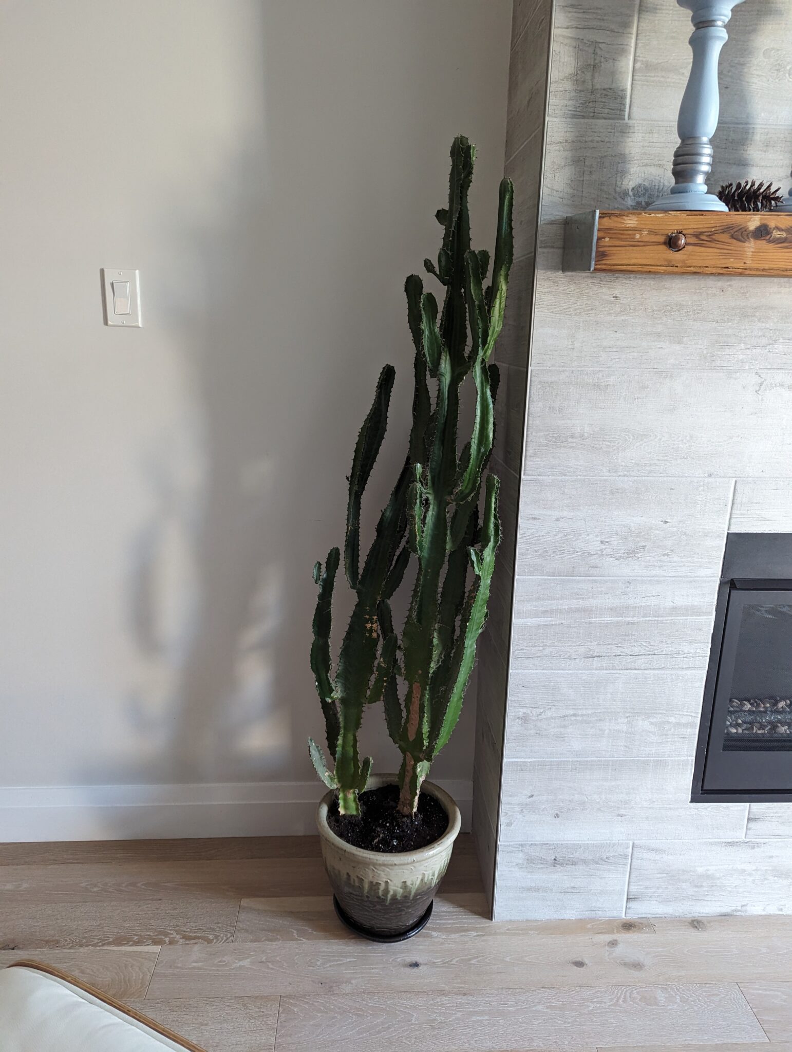 Spike-new | Voice of Lisa Brandt